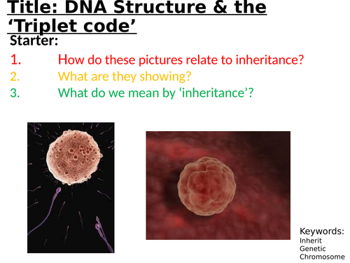 DNA Structure & the Triplet Code (WJEC - 4.3 DNA & Inheritance ...