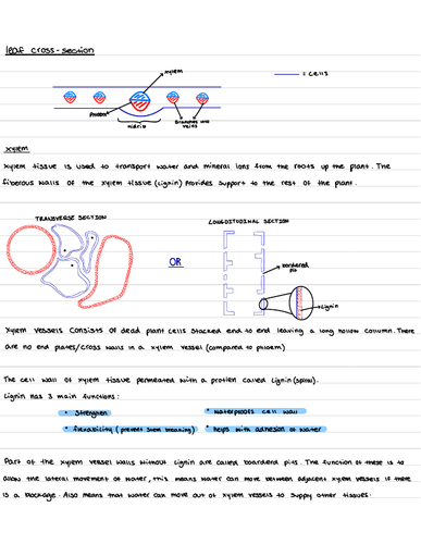 A-Level Biology OCR A plant transport full notes | Teaching Resources
