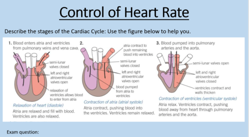 Control of Heart Rate - KS5 | Teaching Resources