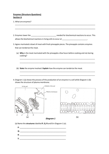 Enzyme Worksheets and Experiment Set (Questions and Answers) | Teaching ...