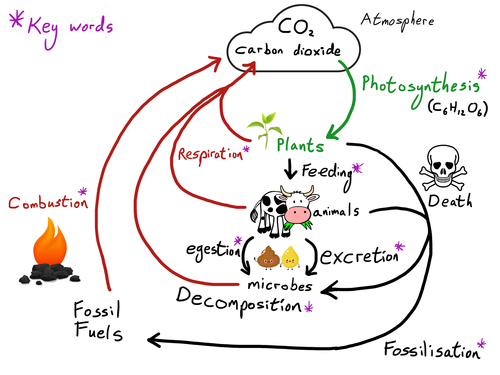Carbon and Nitrogen cycles CCEA | Teaching Resources