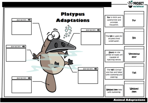 Animal Adaptations [Platypus] Cut and Paste Activity and Word Search ...