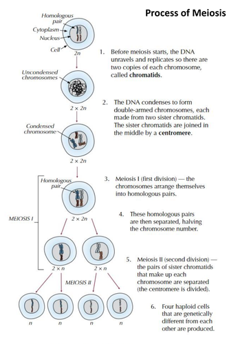 AS/A2-Level AQA Biology Meiosis and Genetic Variation Full Lesson ...