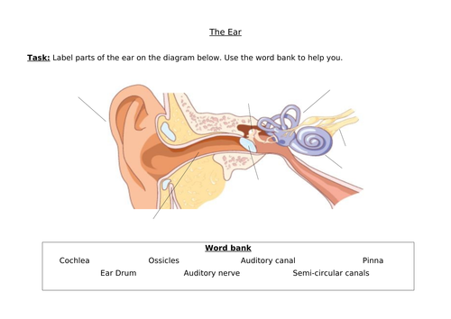 KS3 Label the Ear Worksheet | Teaching Resources