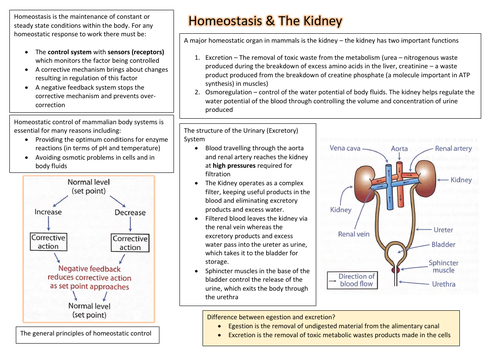 A2 Kidney MAT CCEA | Teaching Resources