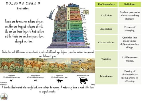 Year 6 Science: Evolution - Knowledge Organiser | Teaching Resources Year 6 Science: Evolution - Knowledge Organiser | Teaching Resources