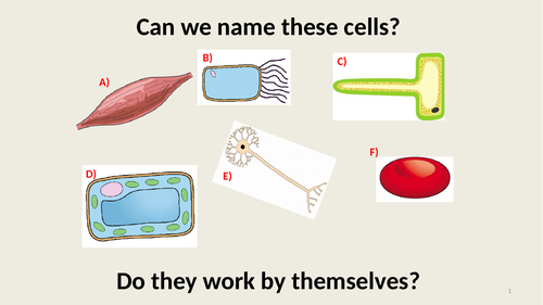 Cell Structure Lesson Sequence | Teaching Resources