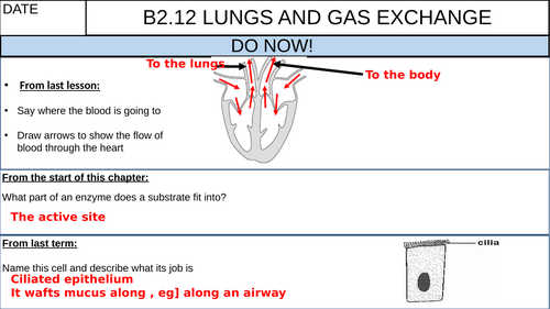 LUNGS AND GAS EXCHANGE - GCSE AQA BIO | Teaching Resources