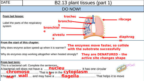PLANT TISSUES - GCSE AQA BIOLOGY | Teaching Resources