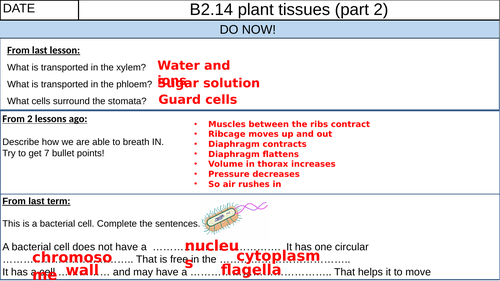 PLANT TISSUES - GCSE AQA BIOLOGY | Teaching Resources