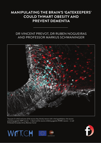 Manipulating the brain’s ‘gatekeepers’: thwarting obesity and dementia ...