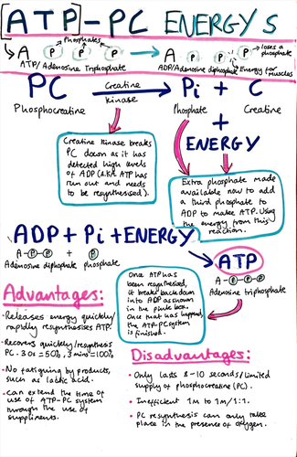 ATP-PC Energy System | Teaching Resources