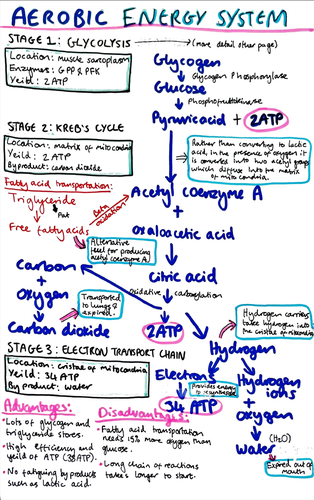 Aerobic energy system | Teaching Resources