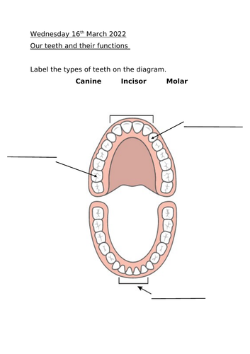 Teeth and their functions | Teaching Resources