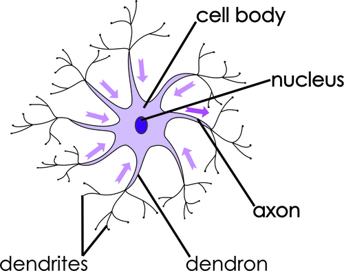 Images of Sensory, Motor and Relay neurones | Teaching Resources