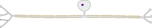 Images of Sensory, Motor and Relay neurones | Teaching Resources