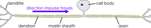 Images of Sensory, Motor and Relay neurones | Teaching Resources