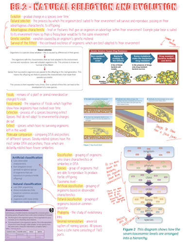 OCR Combined Science - B5.2 knowledge organiser | Teaching Resources