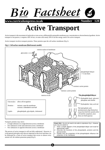 OCR A-Level Biology Plasma Membranes | Teaching Resources