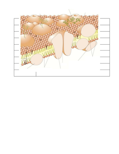 OCR A-Level Biology Plasma Membranes | Teaching Resources