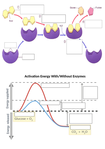 OCR A-Level Biology Enzymes | Teaching Resources