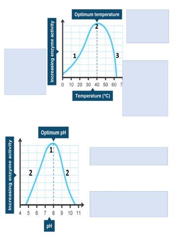 OCR A-Level Biology Enzymes | Teaching Resources