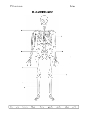 The Skeletal System | Teaching Resources