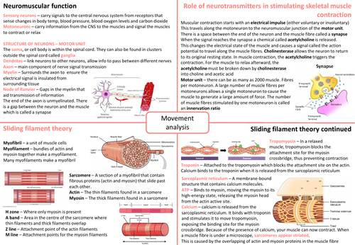 IB Sports, Health & Exercise Science - SL COMPLETE REVISION NOTES ...