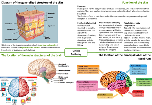 IB HL SEHS Topic 7 - Further Anatomy | Teaching Resources