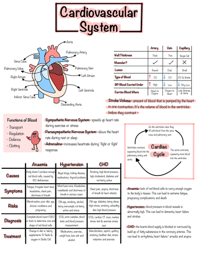 Cardio, Respiratory, Nervous and Renal system revision posters ...