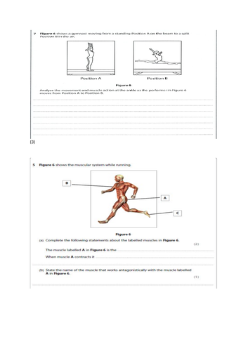 EDEXCEL GCSE PE PAPER ONE "DO NOW / STARTER/ AFL / HOMEWORK" SHEETS TO ...