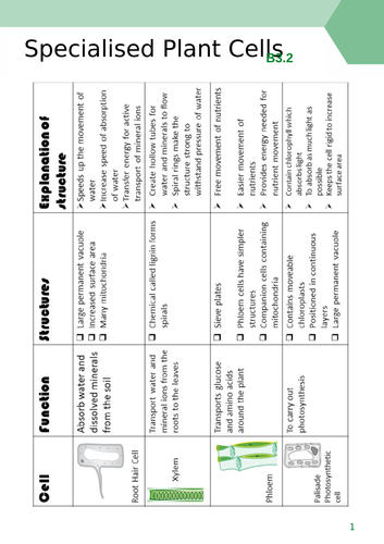 Specialisation in Plant Cells | Teaching Resources