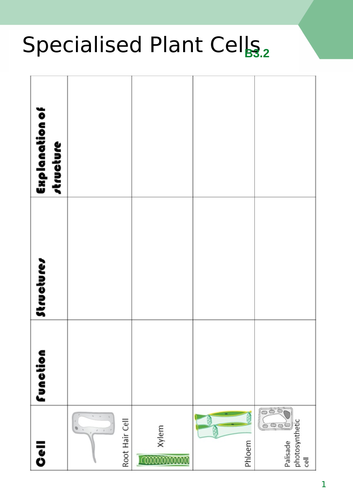 Specialisation in Plant Cells | Teaching Resources