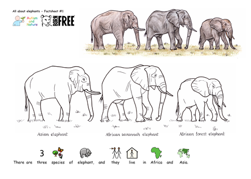Autism and Nature - All About Elephants - SEND Resources | Teaching ...