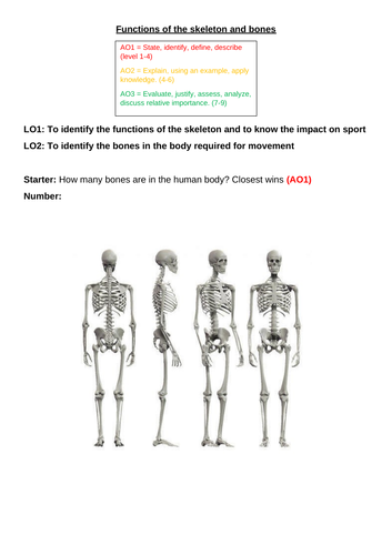 Functions of the skeleton and Bones GCSE PE (Edexcel) | Teaching Resources