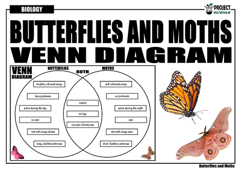 Butterflies and Moths Venn Diagram | Teaching Resources