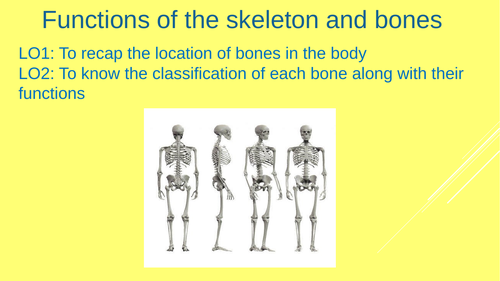 Classification of bones with Bones recap GCSE PE (Edexcel) | Teaching ...