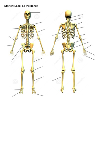 Classification of bones with Bones recap GCSE PE (Edexcel) | Teaching ...