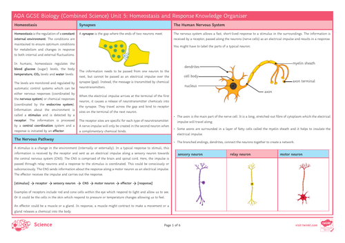 AQA GCSE Combined Science (9-1) Biology Revision Notes. | Teaching ...