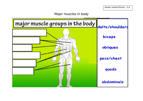 Health Related Fitness - Major muscles in the body | Teaching Resources