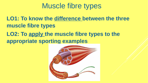 Muscle Fibre types - GCSE PE (Edexcel) | Teaching Resources