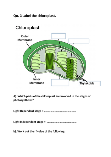 AS BIOLOGY Chloroplasts | Teaching Resources