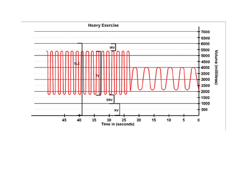 Edexcel A2 Biology : Breathing Rhythms | Teaching Resources