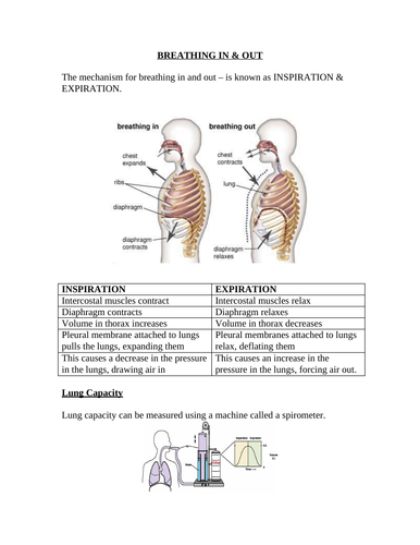 Edexcel A2 Biology : Breathing Rhythms | Teaching Resources