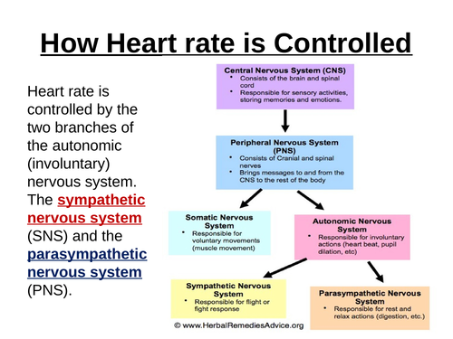 BUNDLE of 5 PP for Edexcel A2 Biology Topic 7 | Teaching Resources