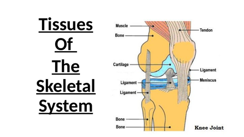 BUNDLE of 5 PP for Edexcel A2 Biology Topic 7 | Teaching Resources