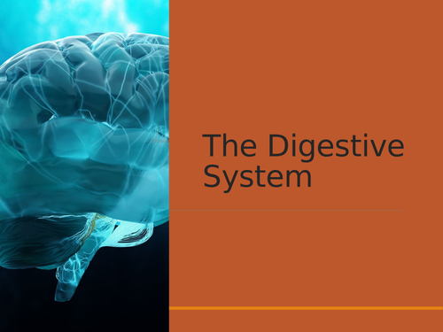 IGSCE Biology- Human Digestive System | Teaching Resources