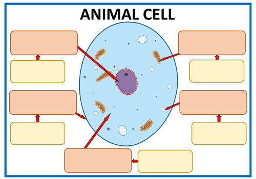 Animal Cell Interactive Poster | Teaching Resources