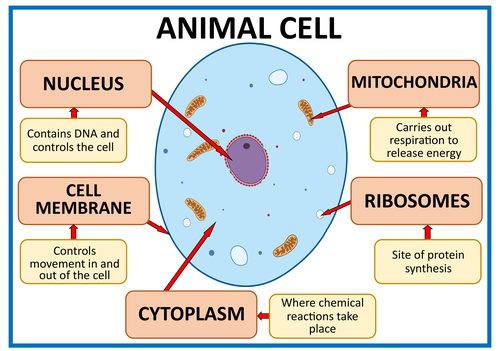Animal Cell Interactive Poster | Teaching Resources