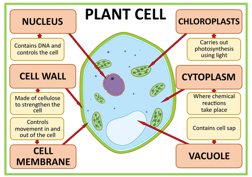 Plant Cell Interactive Poster | Teaching Resources